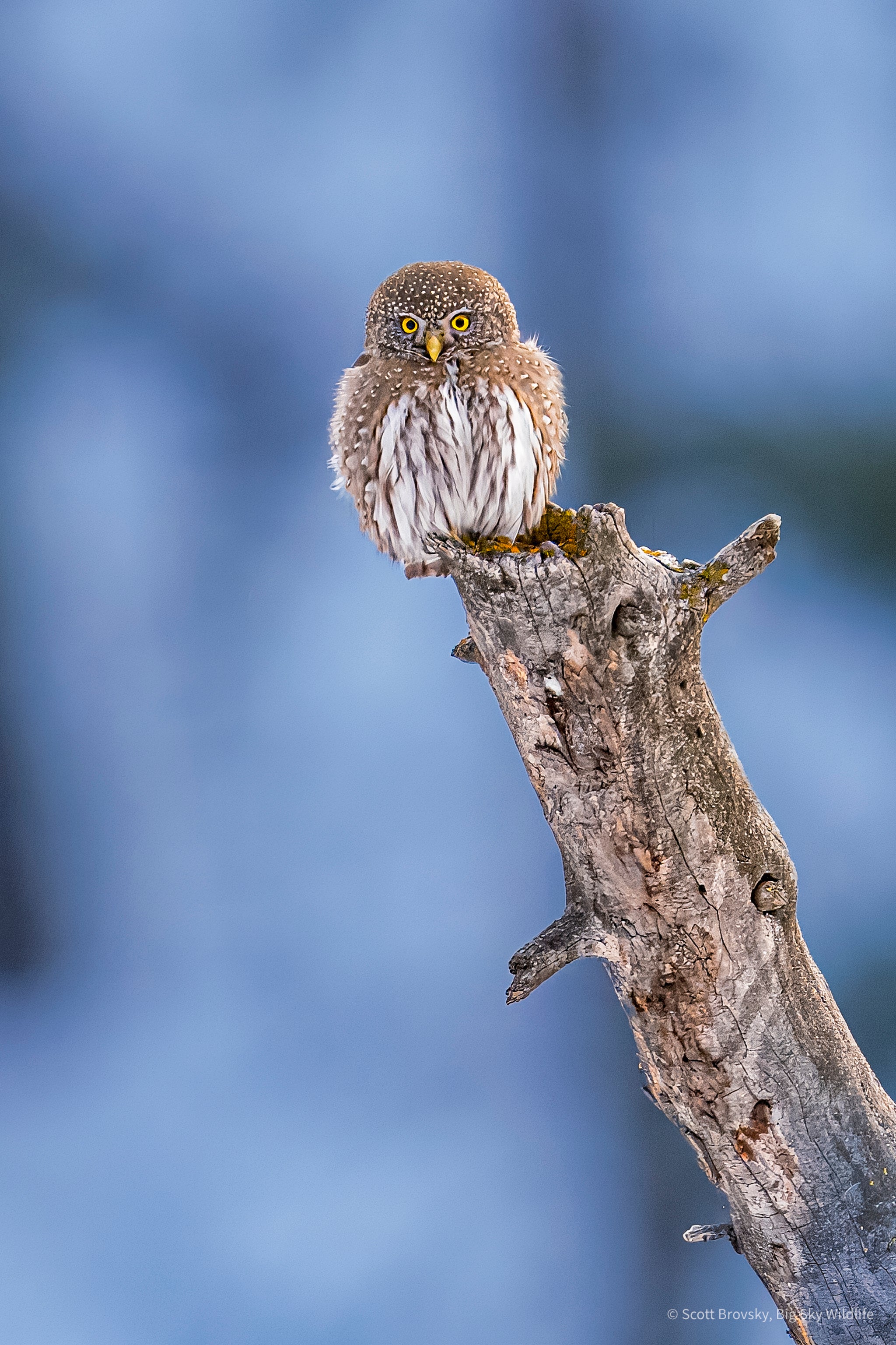 Pygmy Owl Portrait – Big Sky Wildlife
